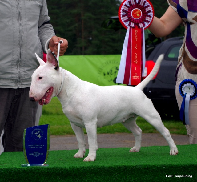 Eesti Terjeriühing – Club for all FCI III group (terriers)